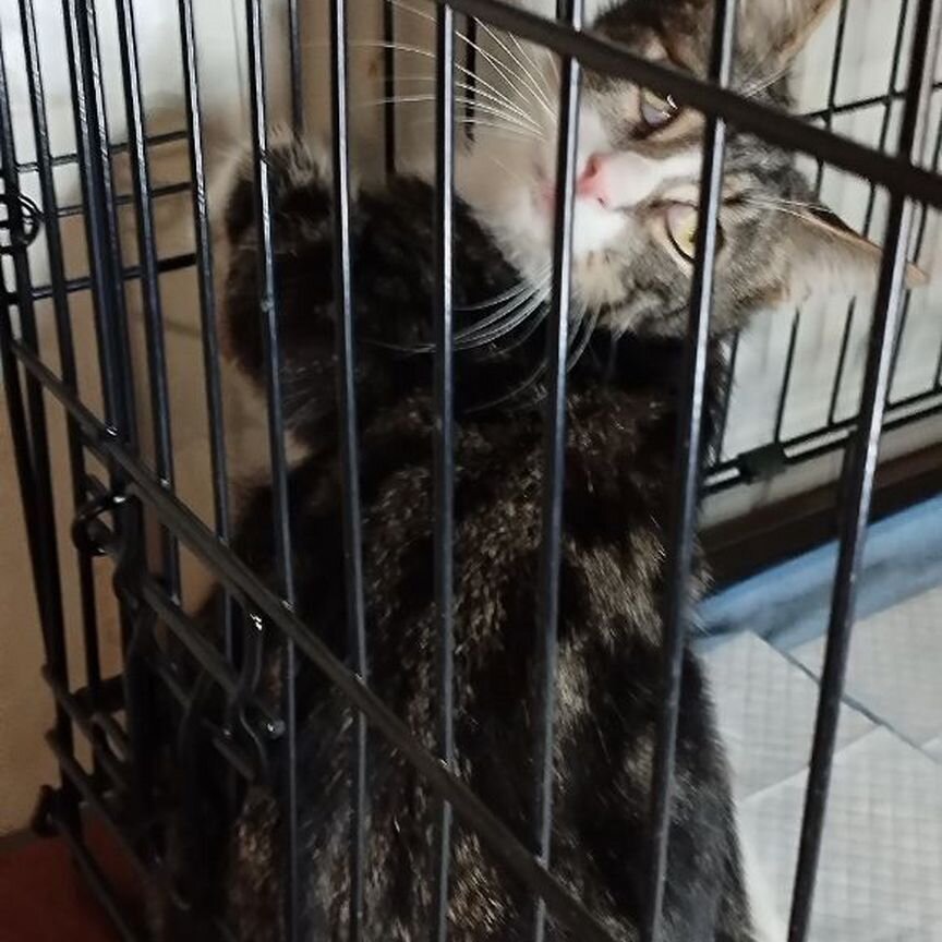Котик в добрые руки
