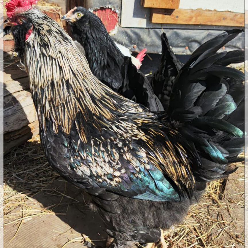 Корма для Магнитогорска