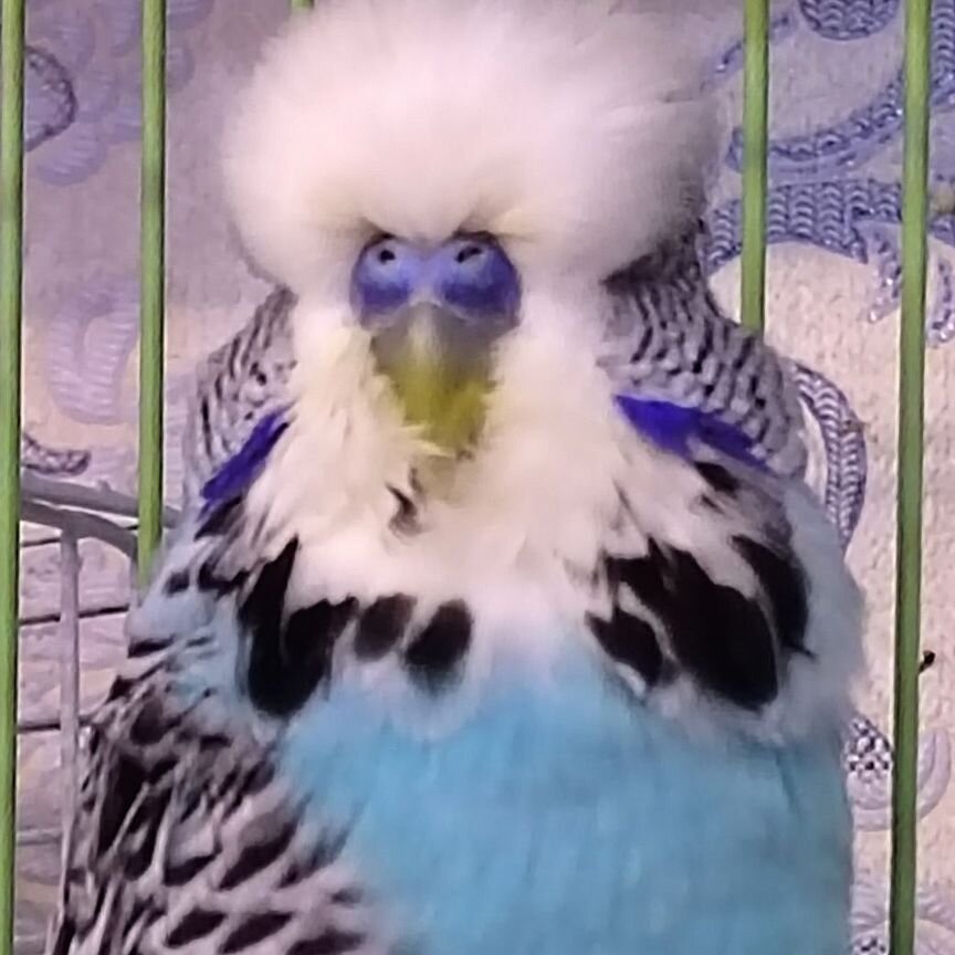 Птенцы ввп чехи