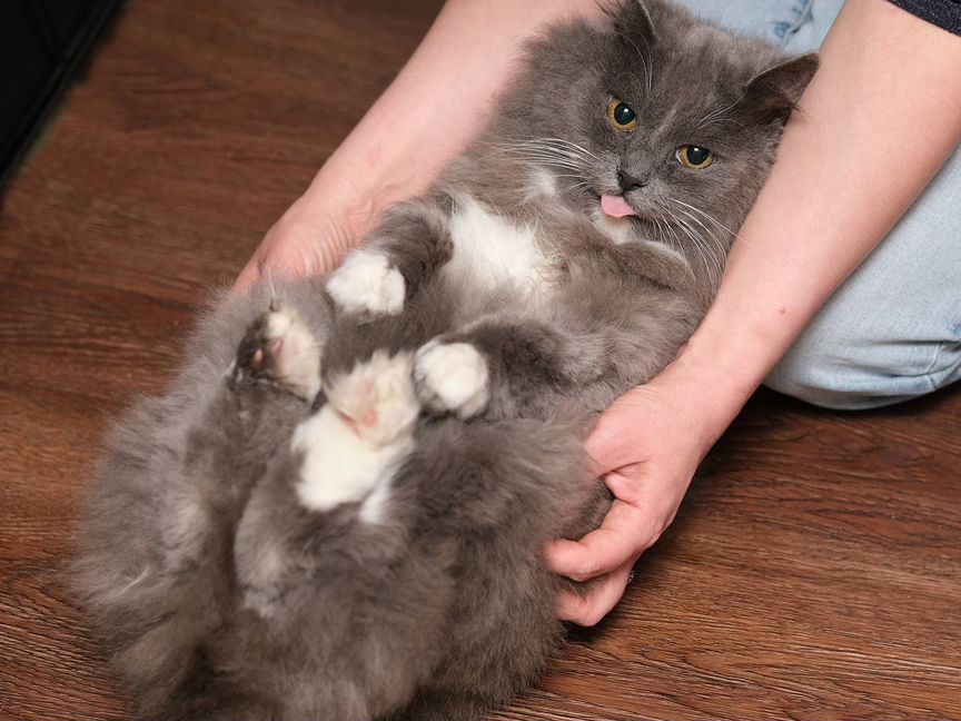 Милый котик Ютас ищет дом
