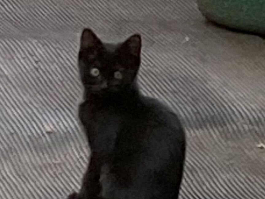 Котята и 500 К впридачу
