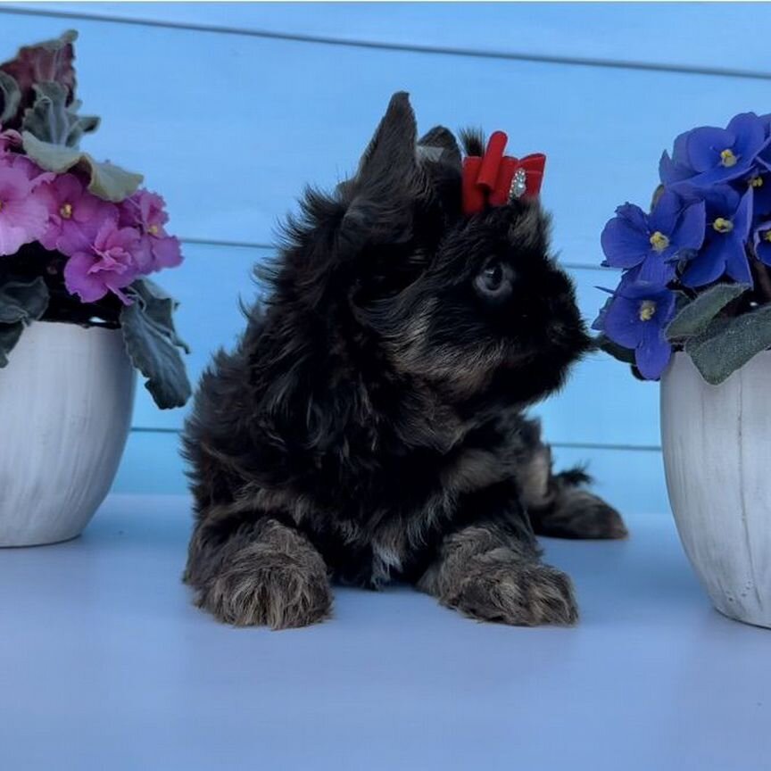 Шоколадный йорк беби фейс