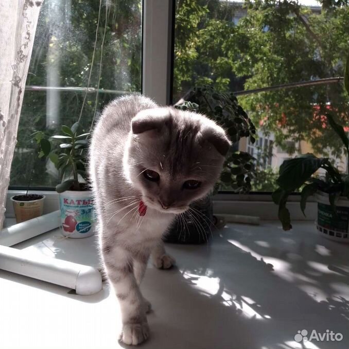Шотландские вислоухие котята мраморные