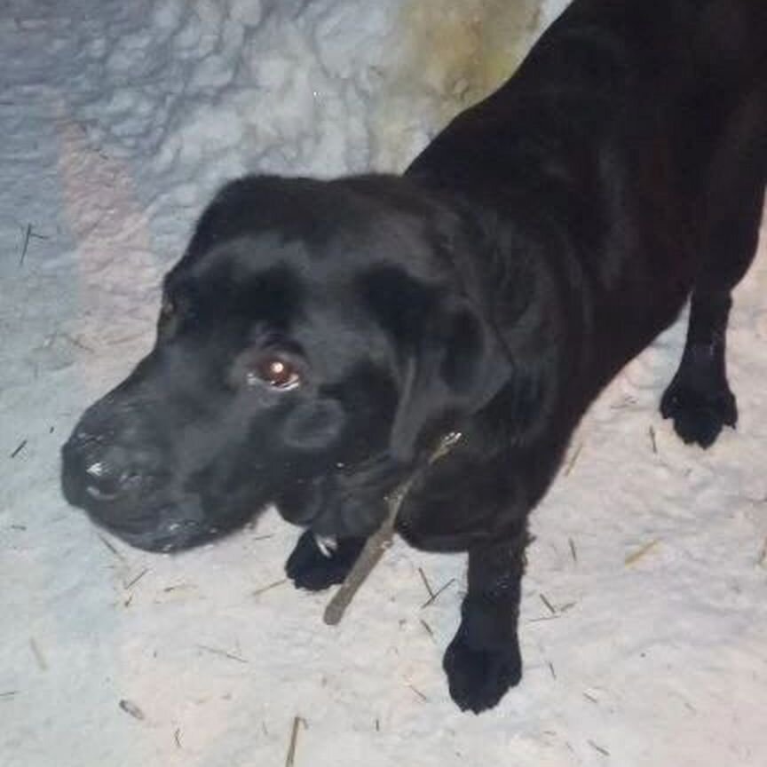 Лабрадор-ретривер, взрослый пёс