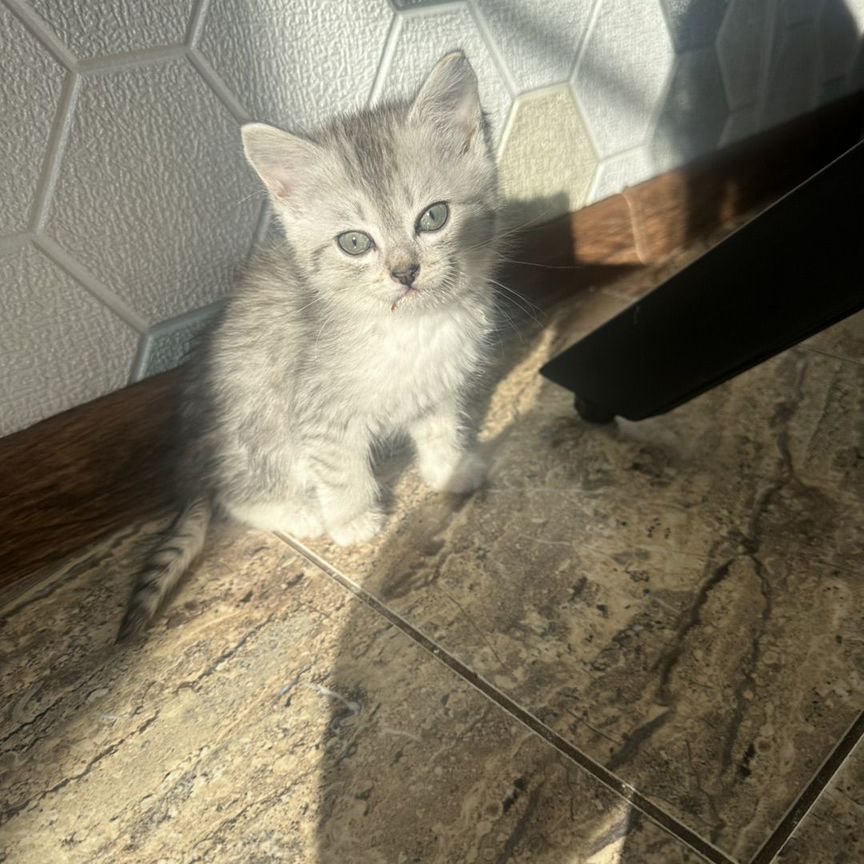 Британские котята
