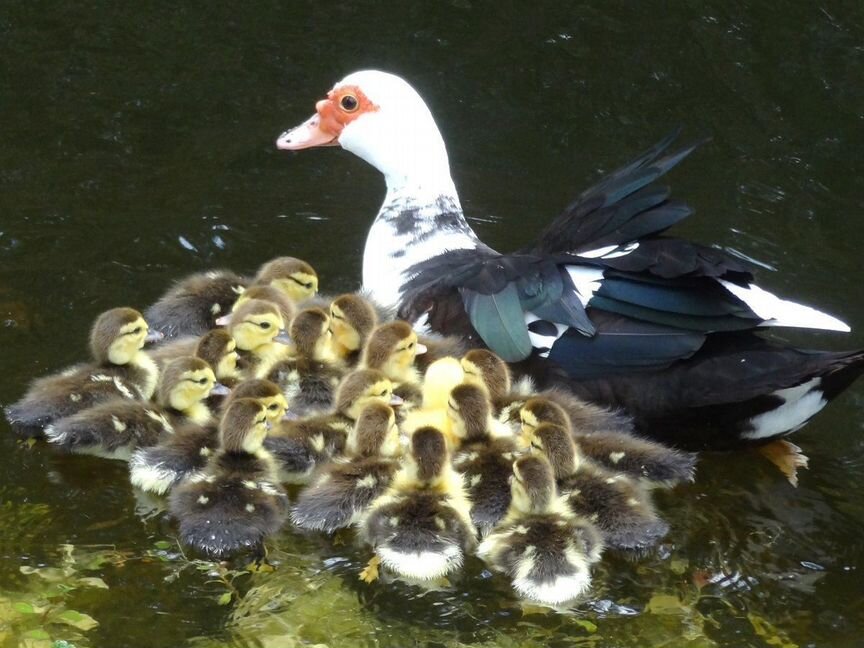 Утята индоутки