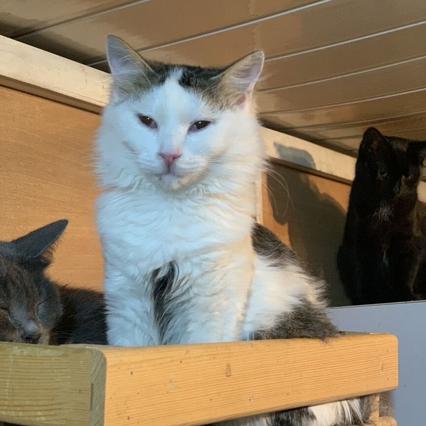 Котенок в добрые руки