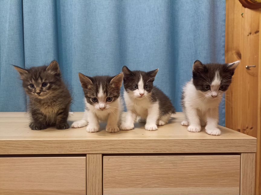 Котята