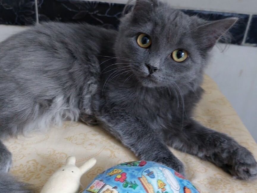 Котёнок Клим ищет любимых людей