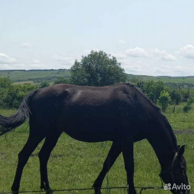 Лошадь жеребец,свиньи, поросята