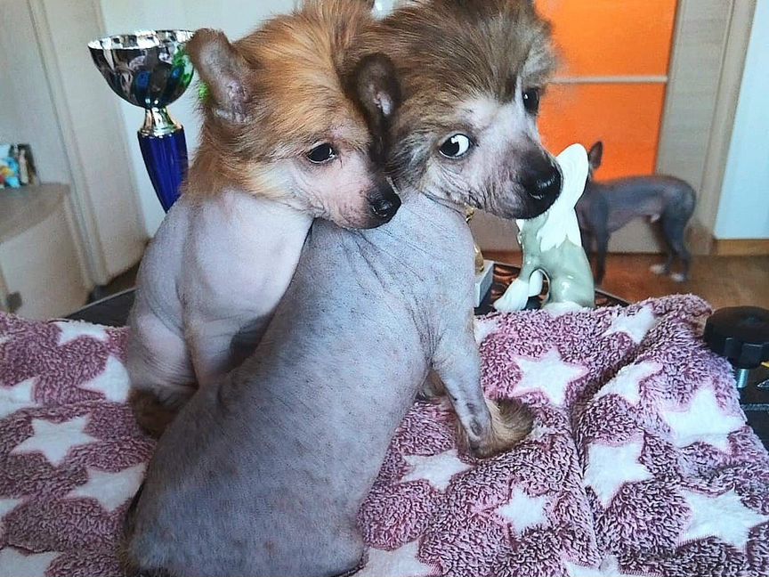 Щенки Китайской хохлатой собаки