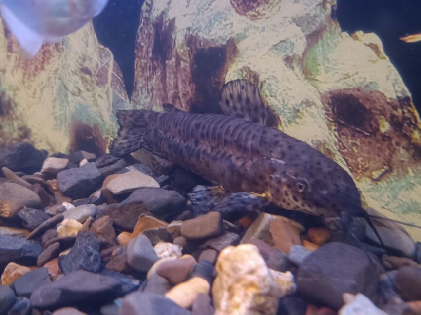 Сомик таракатум