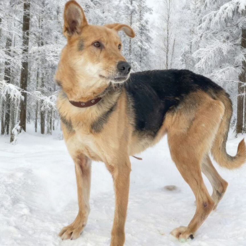 Взрослый пёс в добрые руки