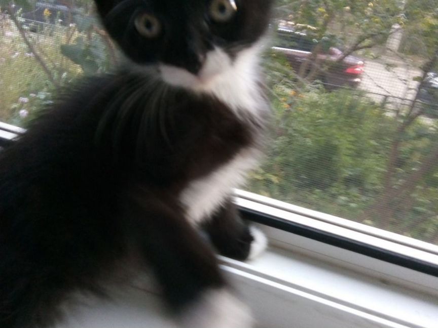 Кошка в дар бесплатно