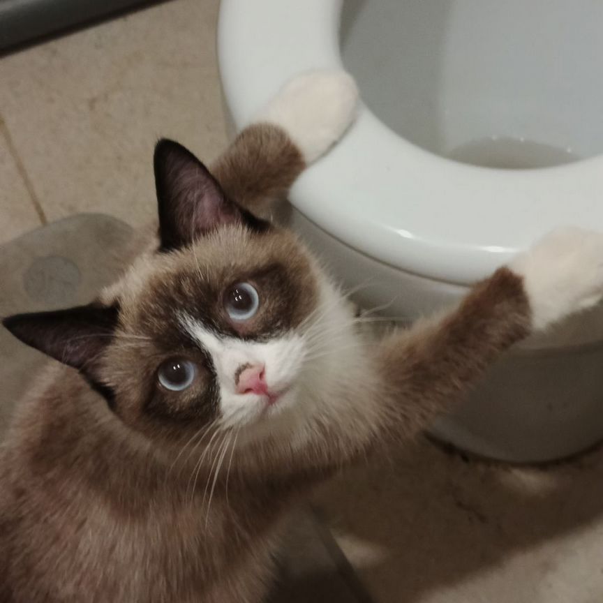 Котики бесплатно