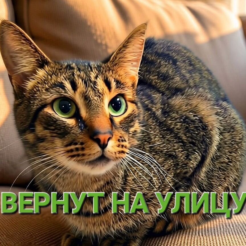 Взрослый кот в добрые руки