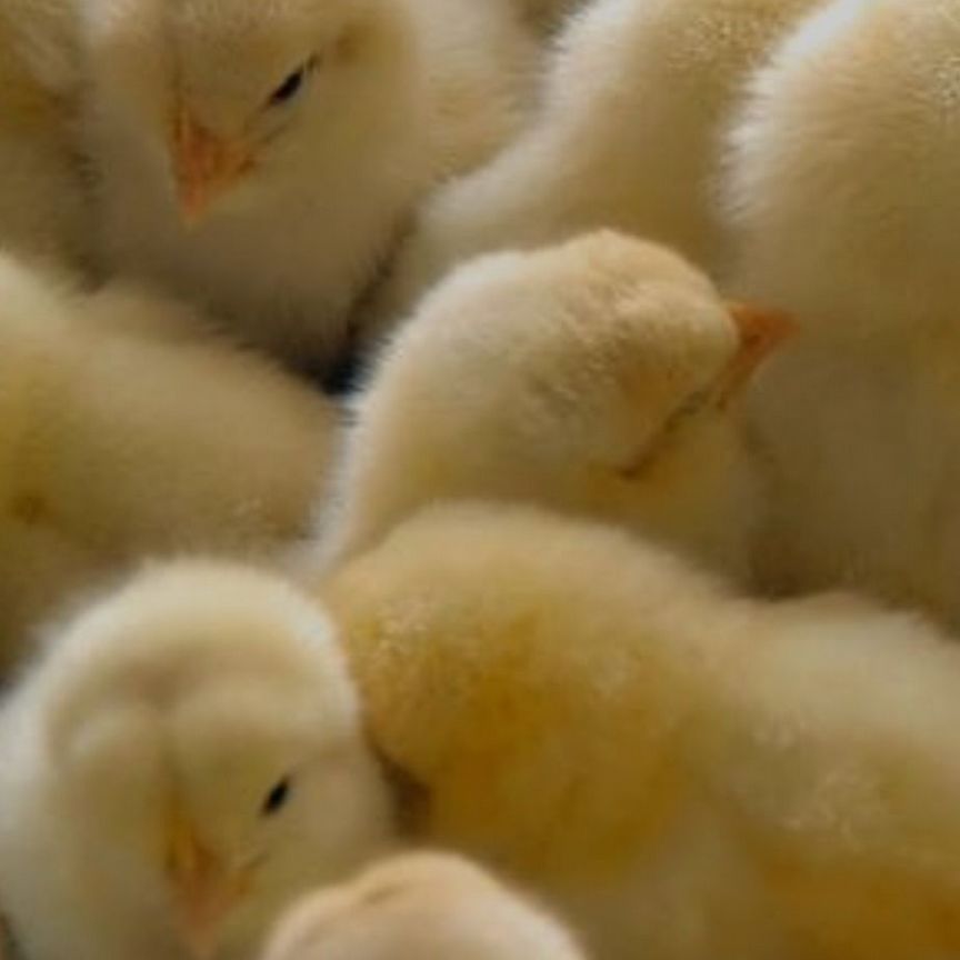 Цыплята бройлеры суточные