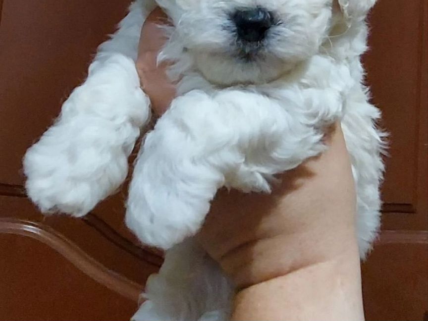 Бишон фризе