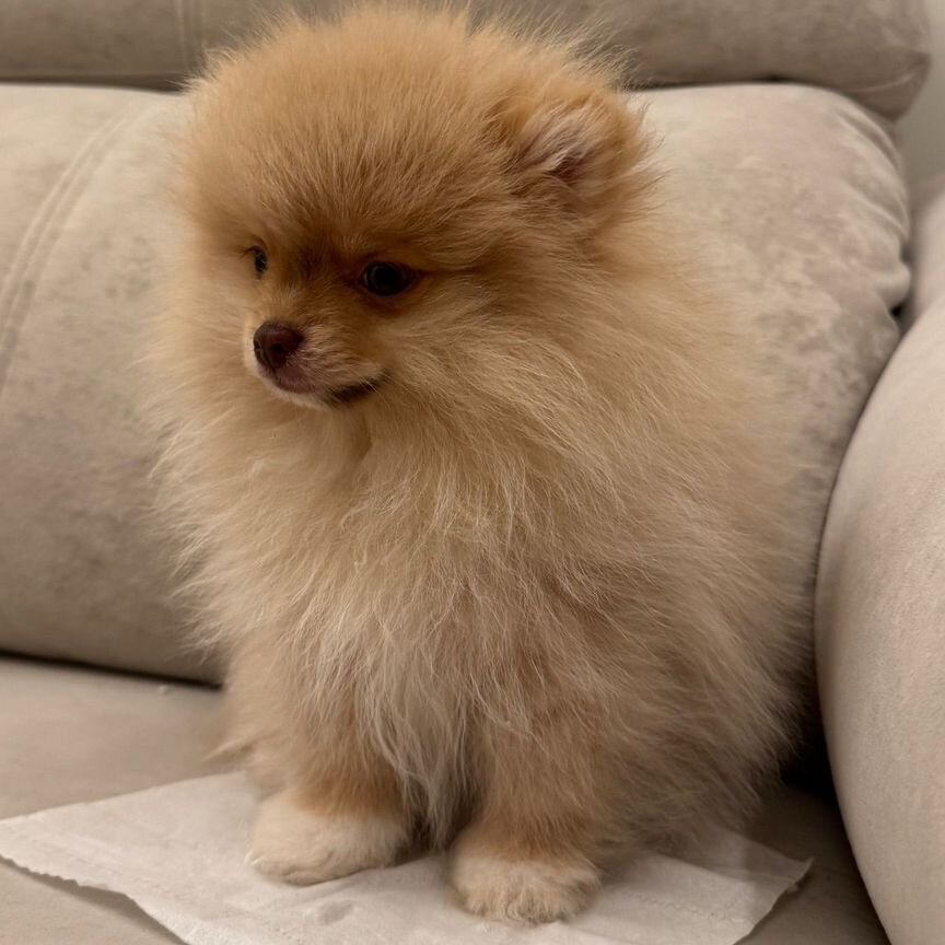 Померанский шпиц, щенок