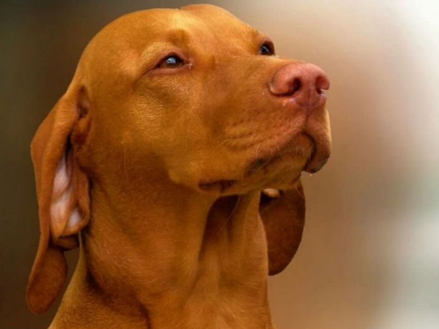 Венгерская легавая РКФ щенки Венгерская Выжла