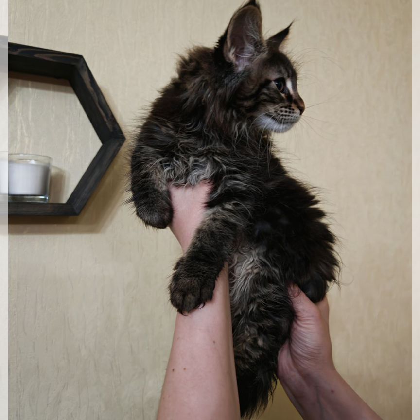 Котята Мейн-кун