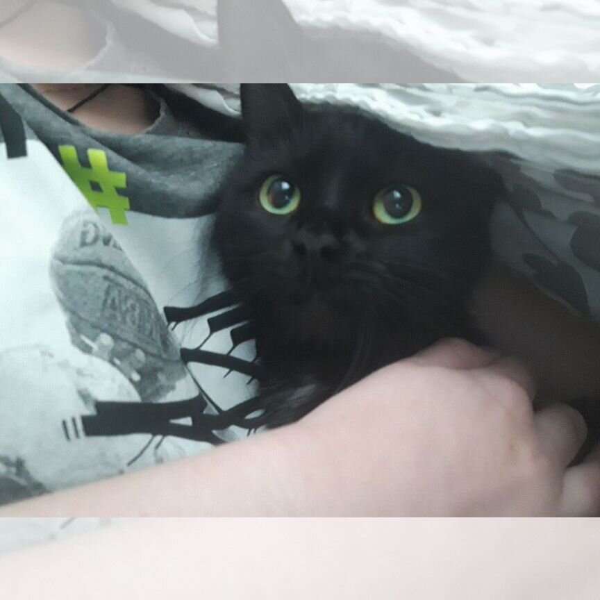 Взрослая, кошка в добрые руки