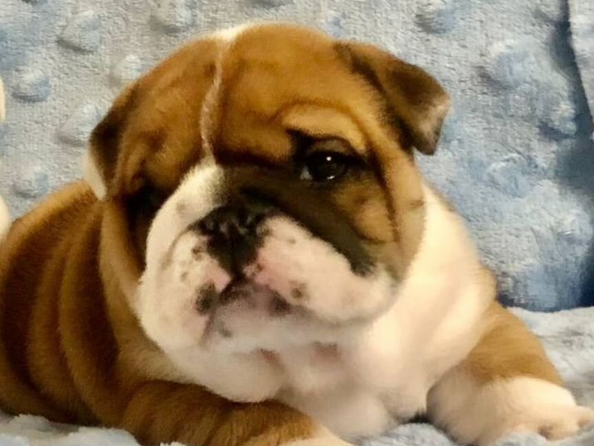 Пацаны Английского бульдога