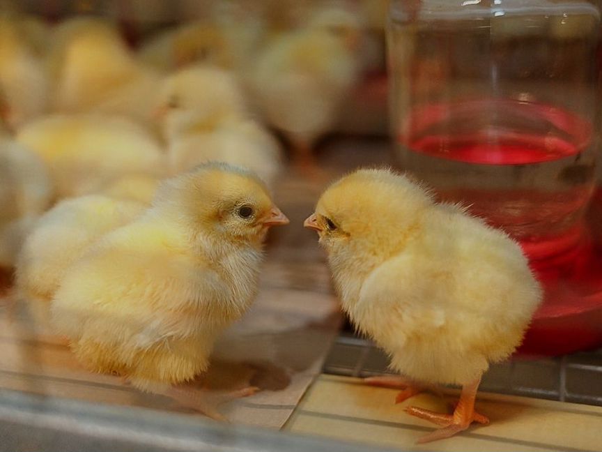 Цыплята суточные петушки