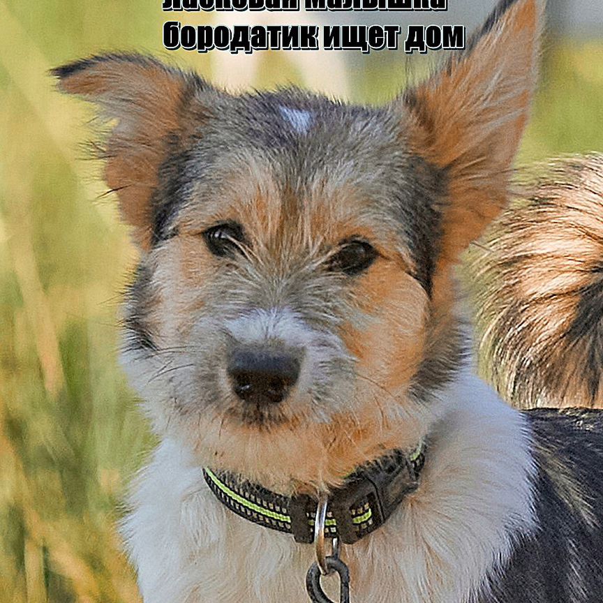 Собака в добрые руки