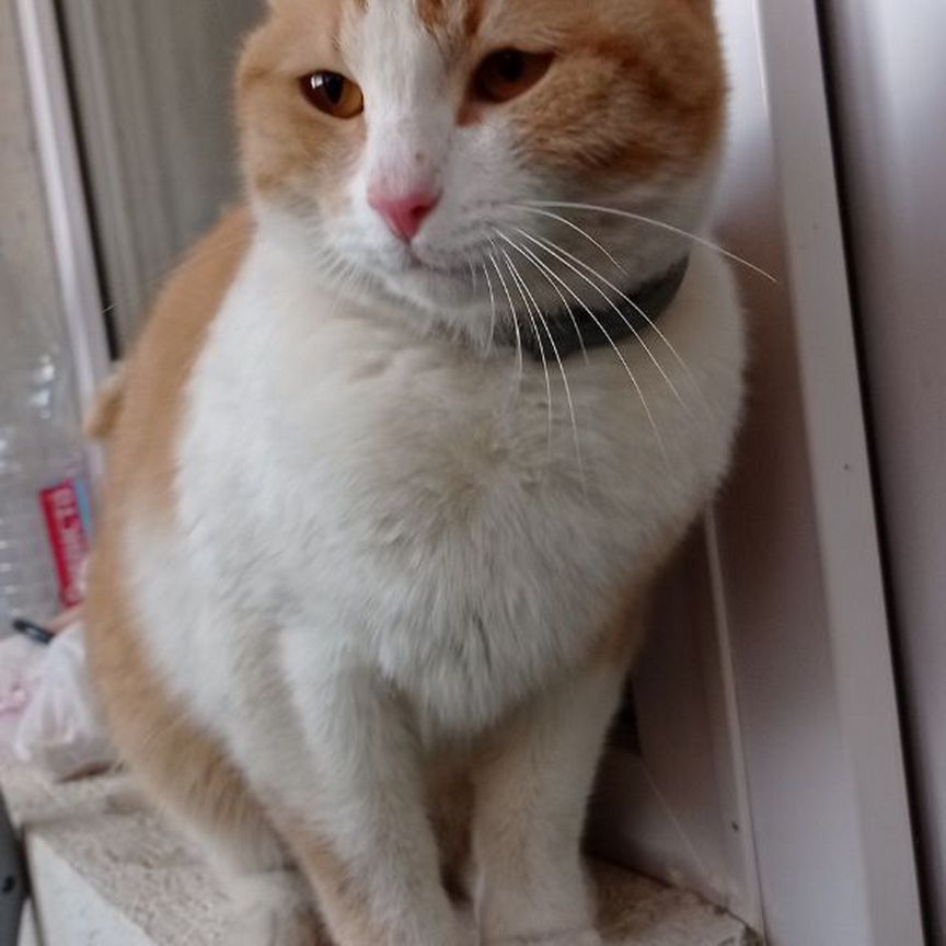 Отдам бесплатно