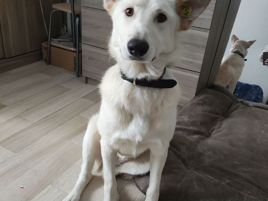 Фенотип швейцарской овчарки