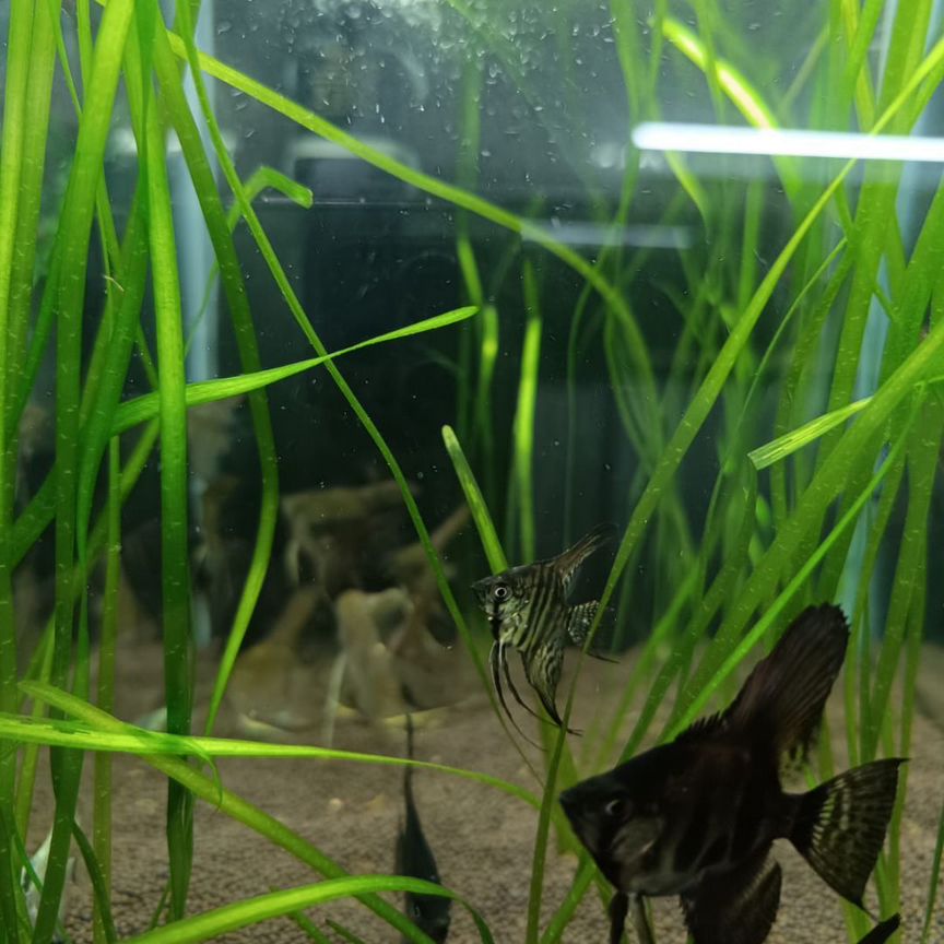 Аквариумные рыбки