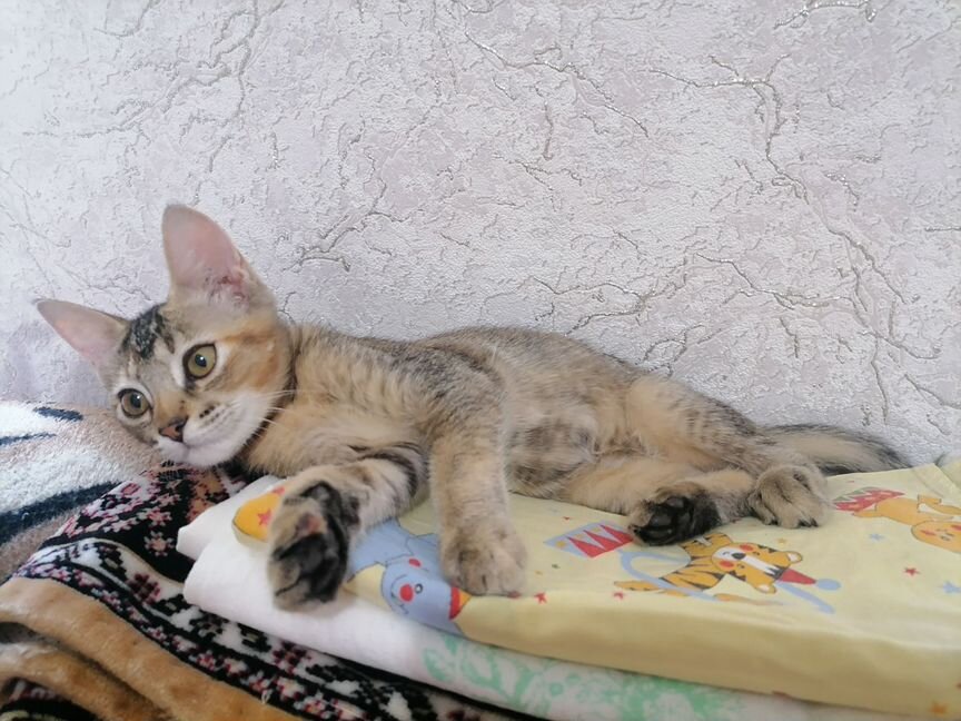 Абиссиночка