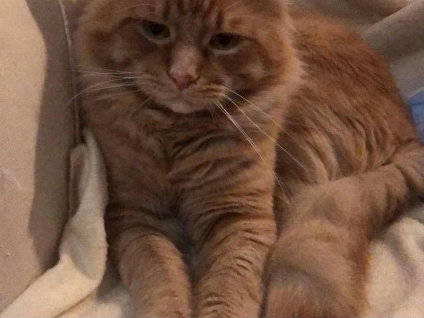 Отдам мейн-кун