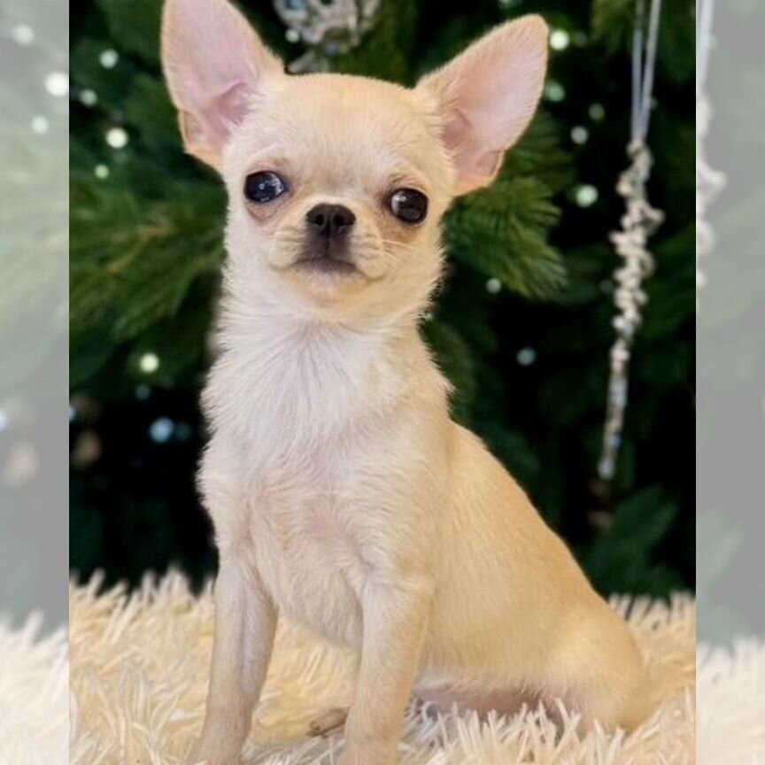 Чихуахуа, щенок