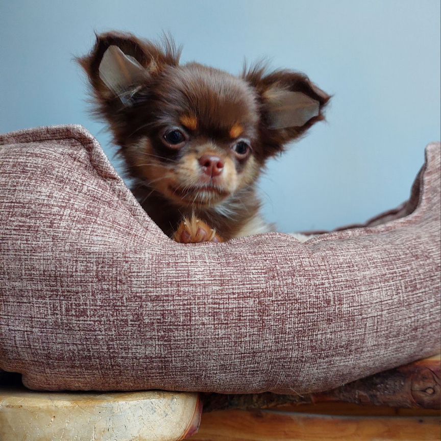 Щенки чихуахуа длинношерстные