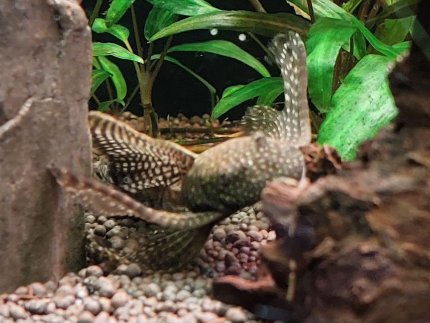 Анциструс вуалехвост 2 шт