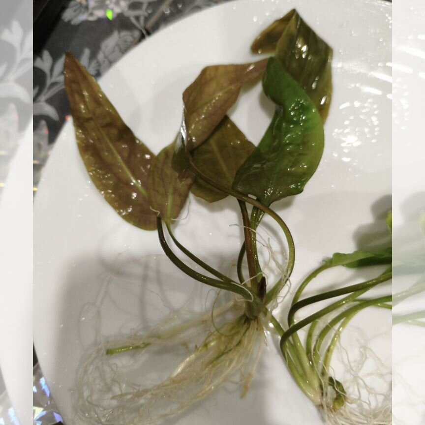 Аквариумные растения