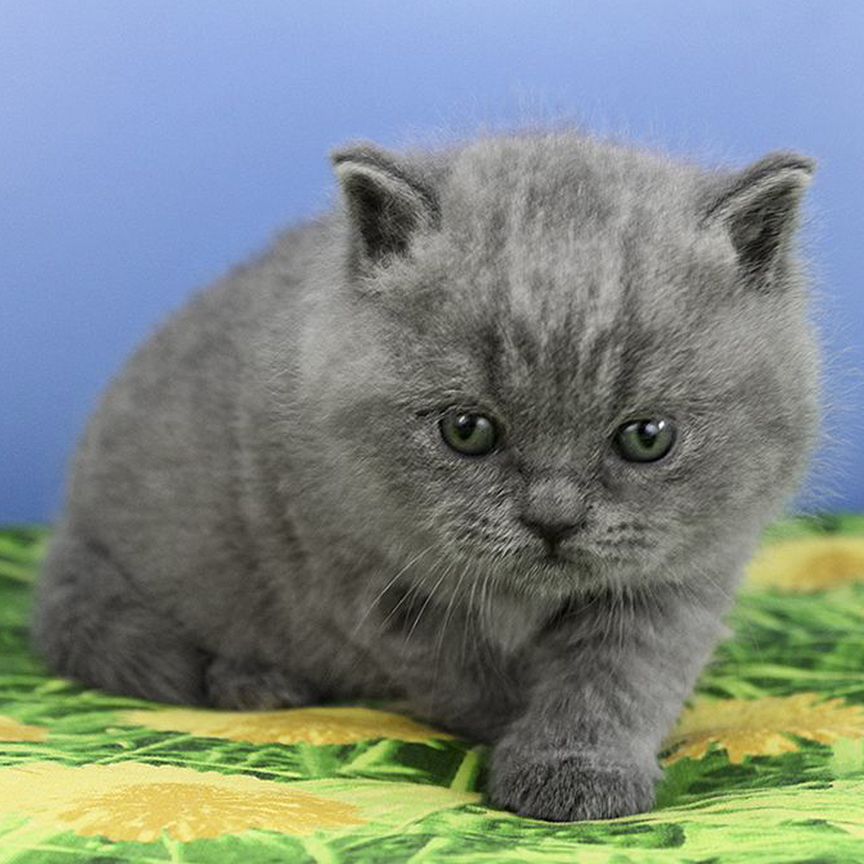 Голубые шотландские котята