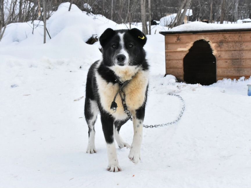 Собака мальчик