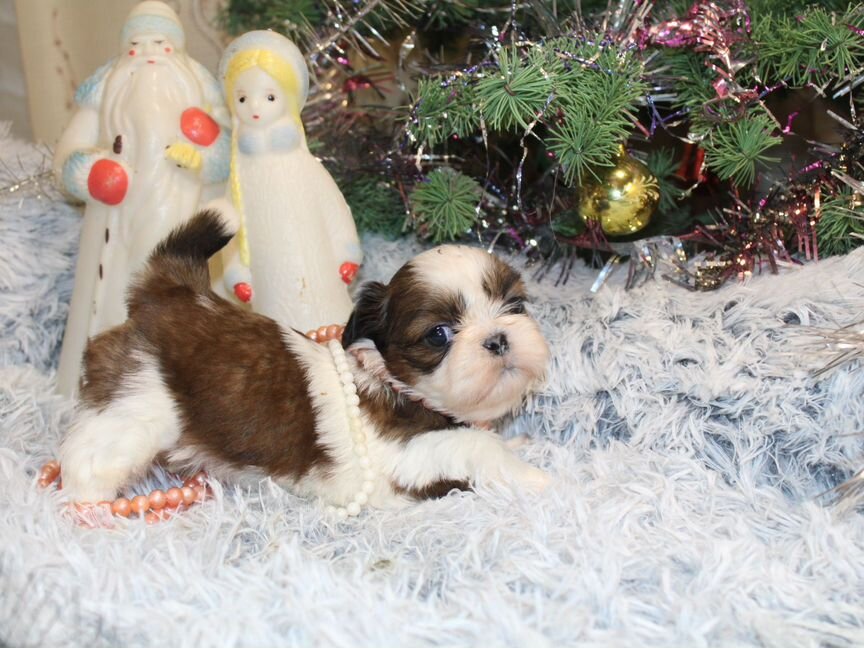 Крошки шитцу