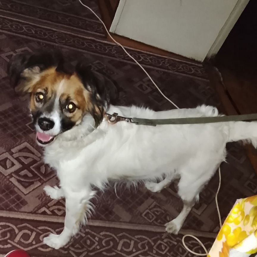 Взрослая собака в добрые руки