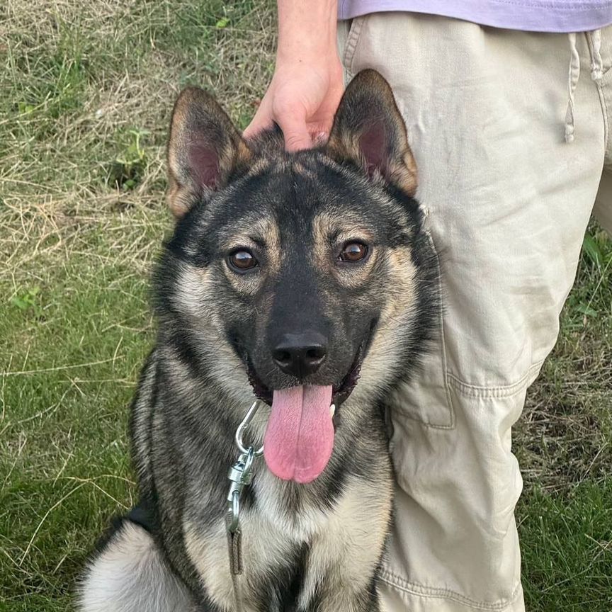 Собака в добрые руки