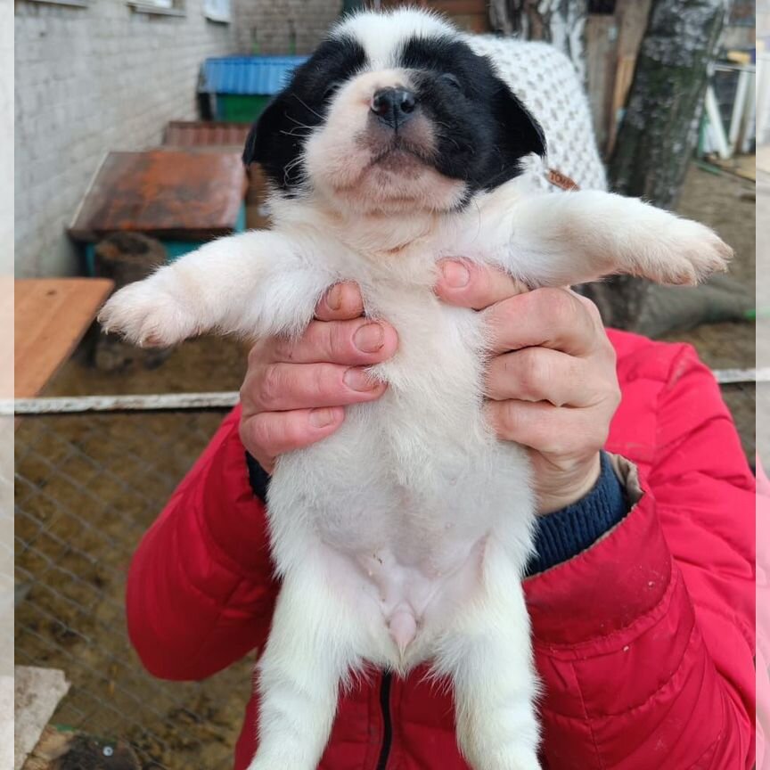 Щенок в добрые руки