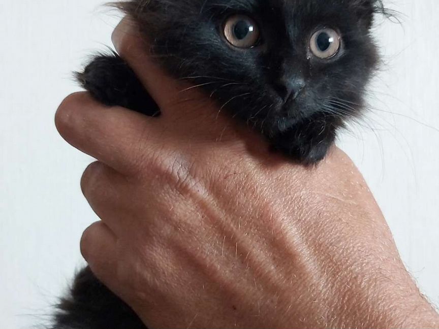 Котенок девочка ищет дом