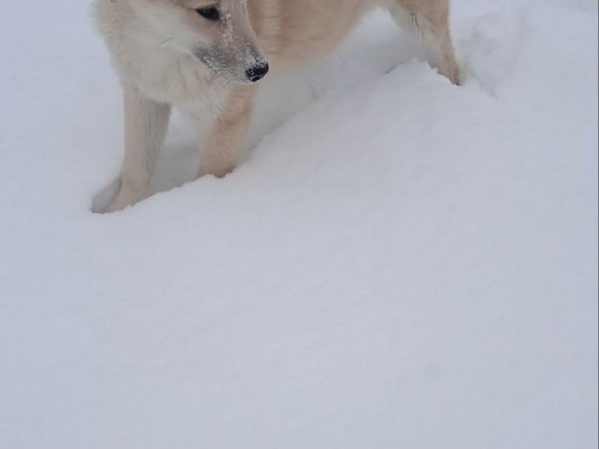 Собаки щенки