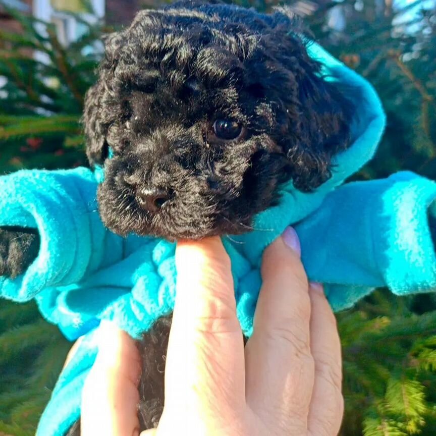 Той-пудель, щенок