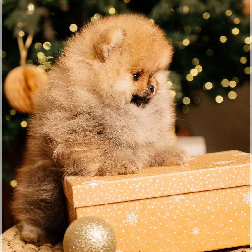 Немецкий шпиц, щенок