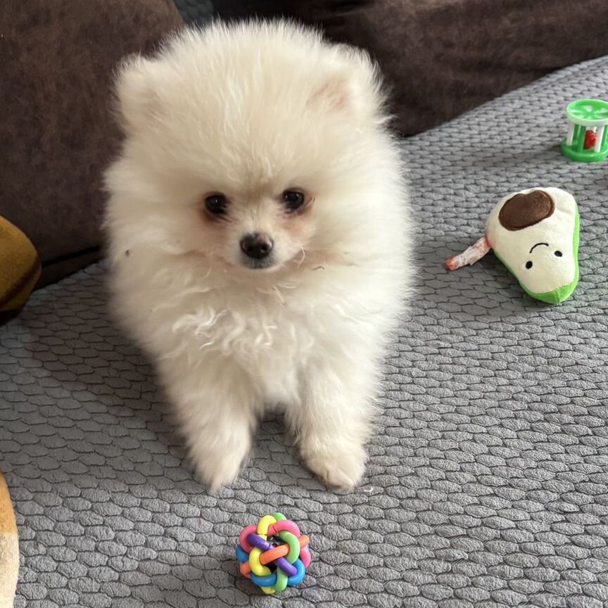 Померанский шпиц, щенок