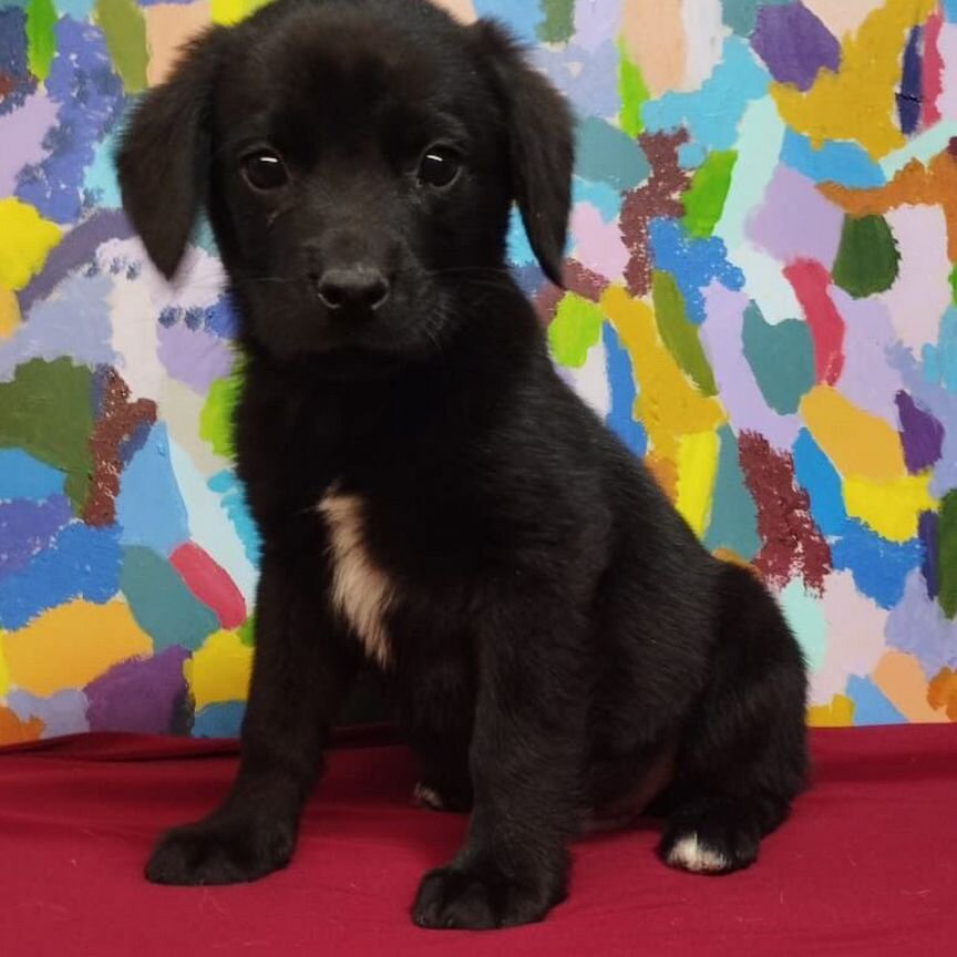 Щенок в добрые руки